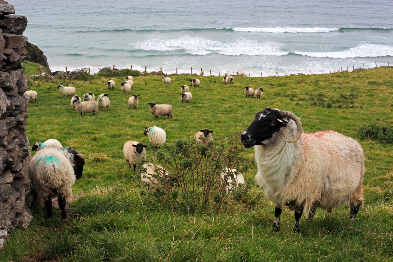 Blasket Islands Information Daily ferries shortest trip from Dunquin Pier